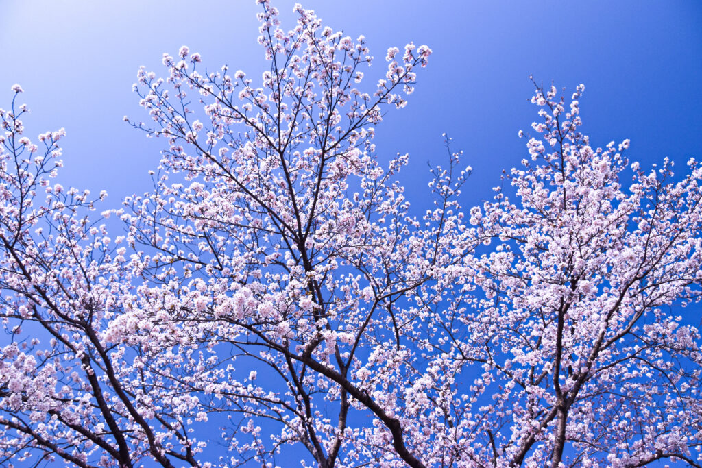 【SAPIX 算数】入試を成功させるための6年生のポイント〜土特(前期)編〜 | 中学受験を成功させるために